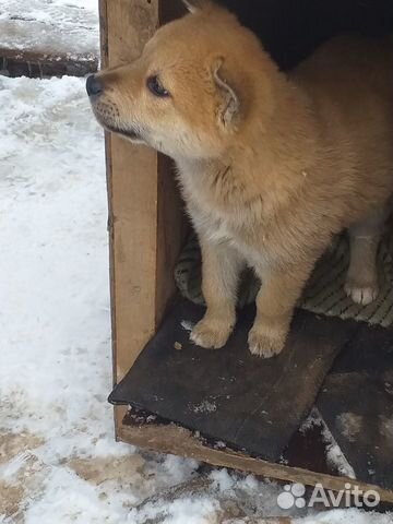 Моя Дворняга