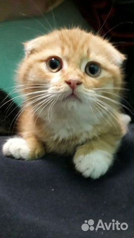 Вислоухий британец. кот. 2 мес