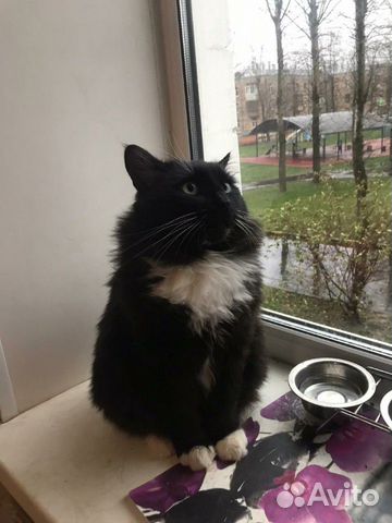 Шикарный кот