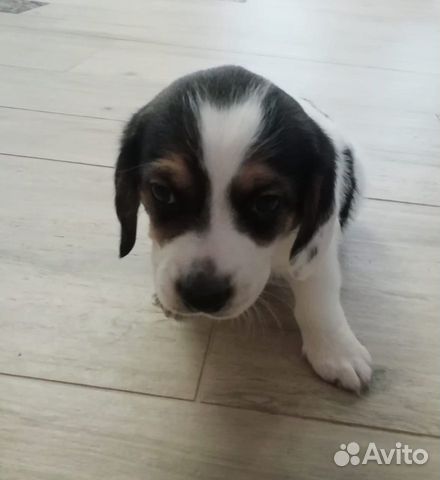 Щенок бигля девочка
