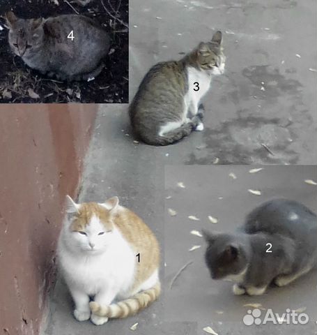 Четыре бездомных кошки нуждаются в доме и хозяине