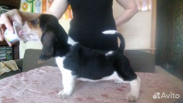 Бассет -хаунд щенки