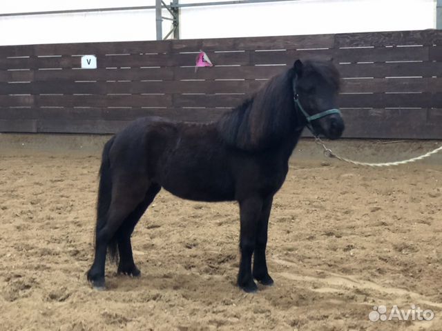 Продажа пони