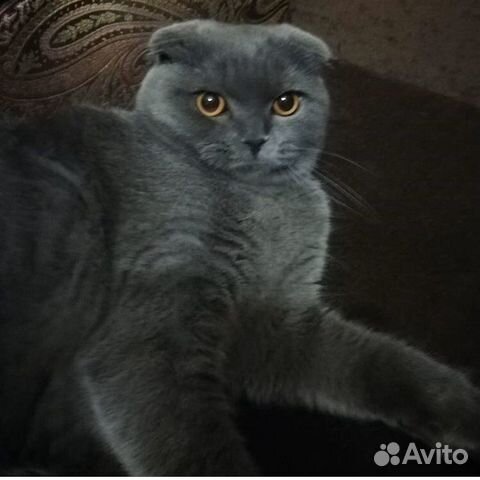 Отдам в хорошие руки бесплатно кошку, вислоухая бр