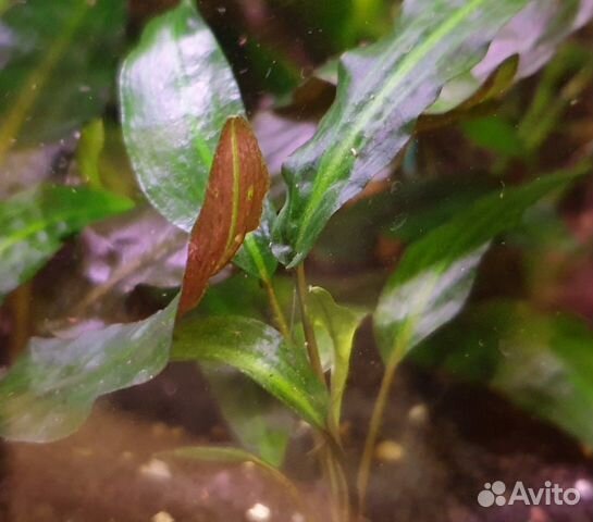 Криптокарина вендта браун