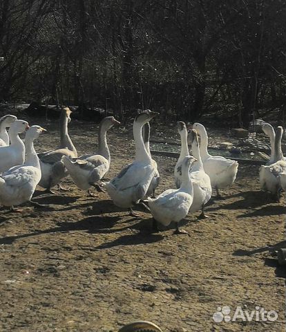 Гуси холмогоры