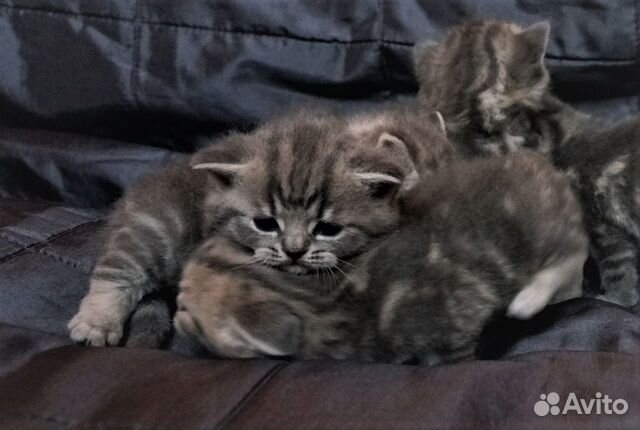 Шотландские котята серые полосатики