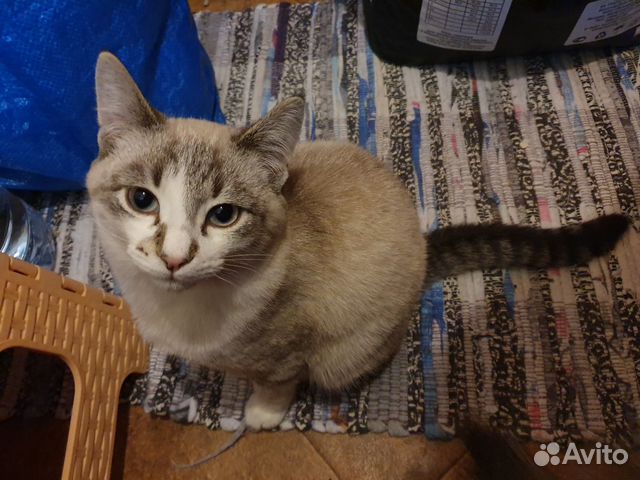 Котенок в добрые руки