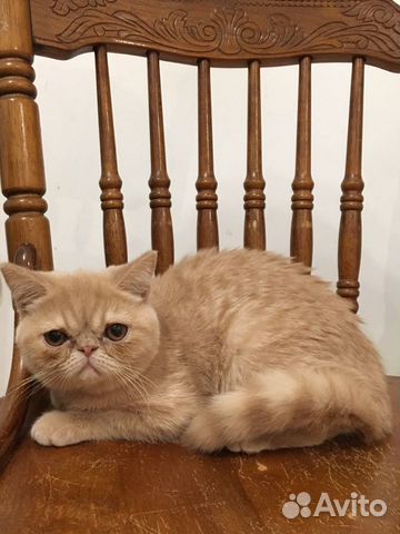 Экзотическая короткошёрстная
