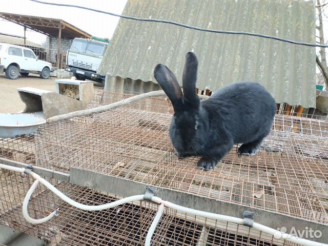 Самец немецкий пестрый великан