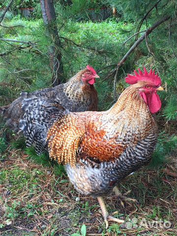 Куры порода билефельдер