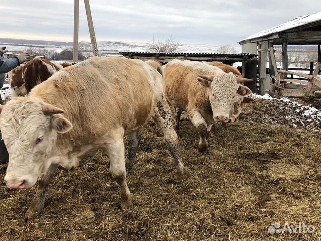Быки на забой Мясо