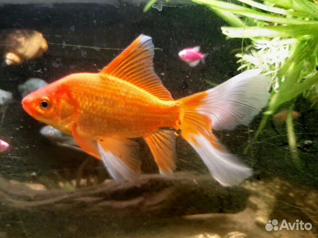 Рыба Комета