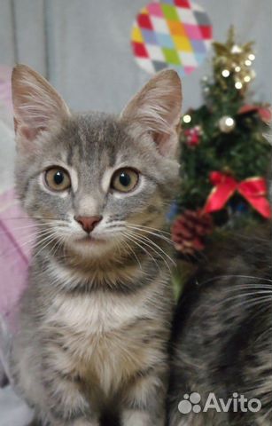 Котята в добрые ручки,мальчик и две девочки
