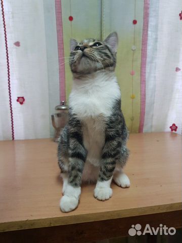 Котята ищут дом и самые добрые руки