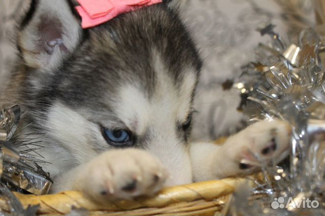 Сибирский хаски