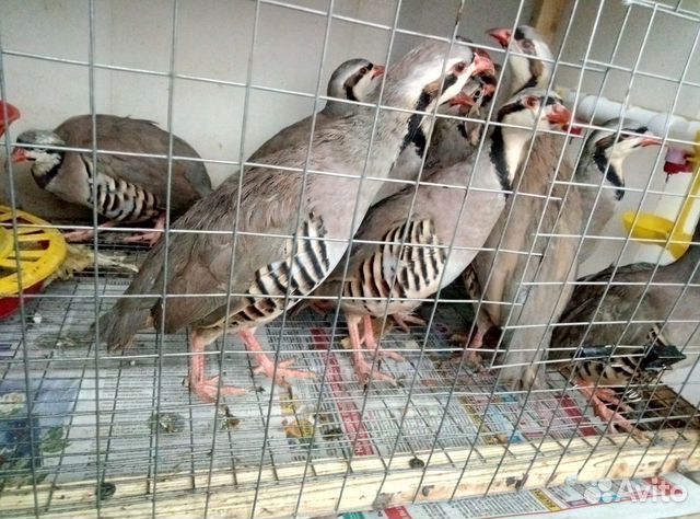 Кеклики 2019г