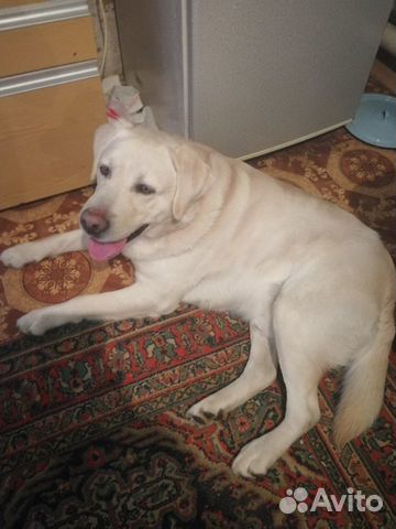 Найден кобель