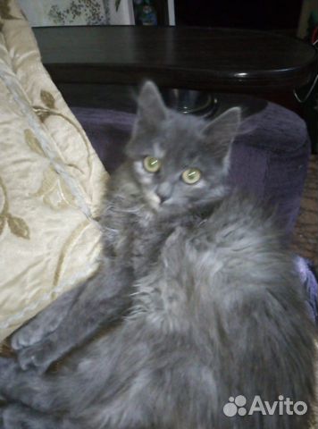 Маленькая Шейла в добрые руки