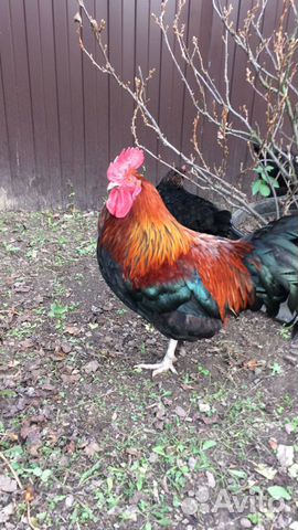 Петух маран черно медный