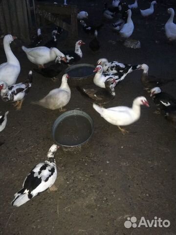 Домашняя птица