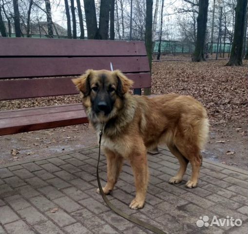 Щенок в дар