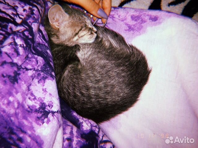 Кошка