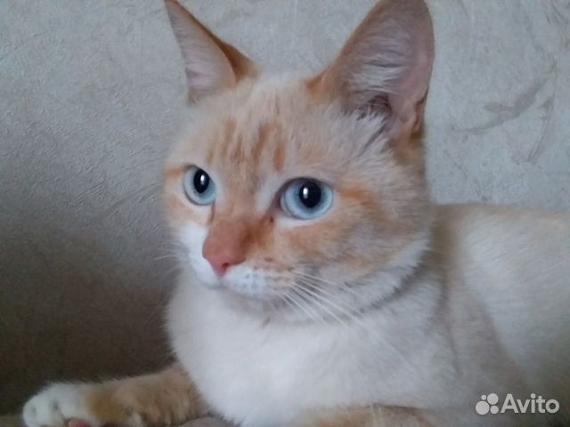 Рыжий и голубоглазый красавчик ждет любящих хозяев