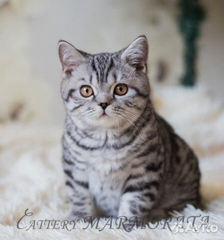 Британские котята
