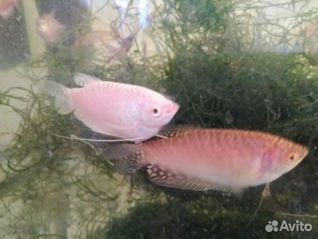 Гурами на обмен