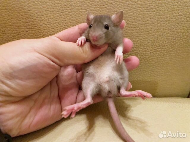 Продам очаровательных малышей