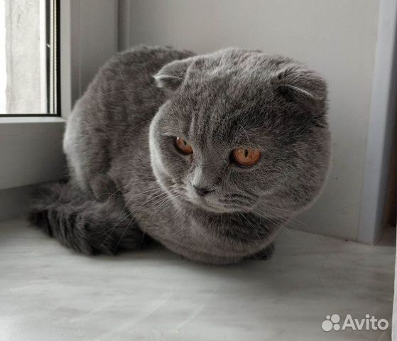 Молодой вислоухий шотландец