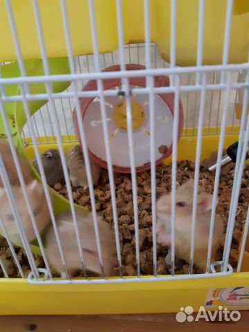 Хомячки джунгарики