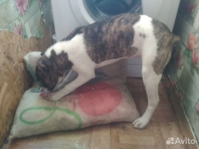 Стаф сука 4 месяца