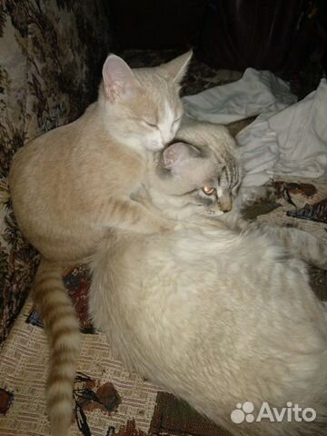 Кот и кошка