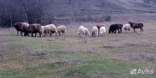Продам овец