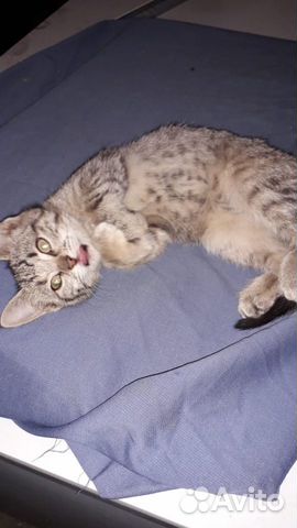 Котятки