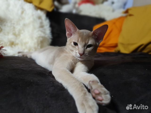 Абиссинский котик