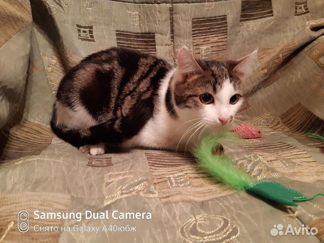 Застенчивая Нюша ищет дом