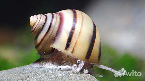 Креветки чери,улитки спикси мелании в подарок