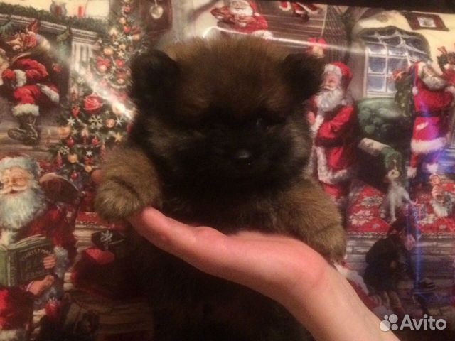 Щенки малого шпица