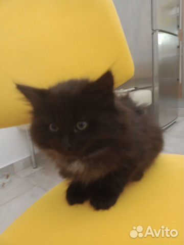Черная кошка