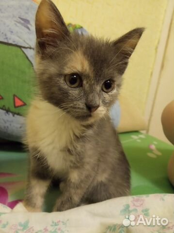 Нашли Котёночка (девочка) ищем заботливых хозяев
