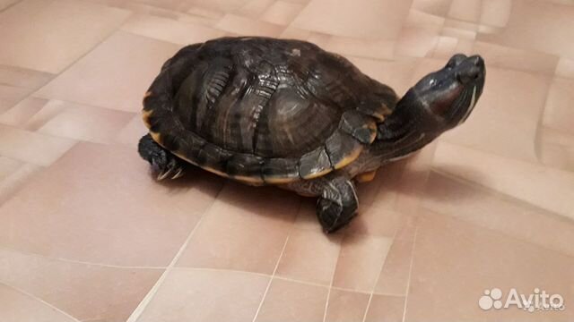 Красноухая черепаха. Дев. панцирь 16см