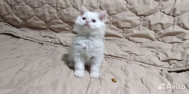 Селкирк-рекс