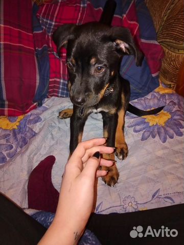 Щенок южно-африканского бурбуля