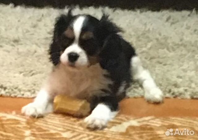 Продаются шикарные девочки и мальчик Кавалерки