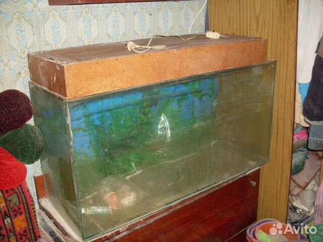 Любителям рыбок