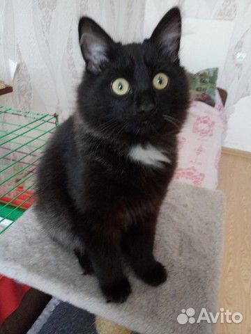 Котёнок
