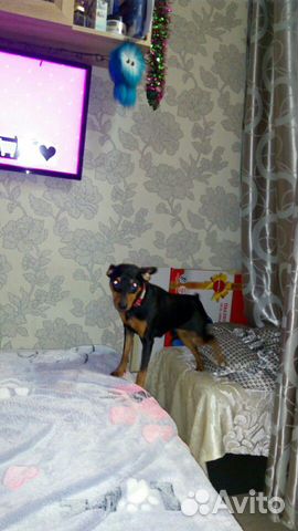 Отдам девочку Цвергпинчер